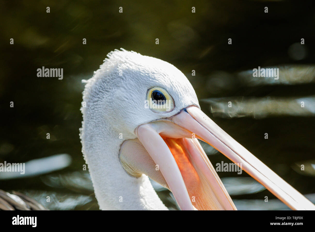 Pelican and fish in mouth hi-res stock photography and images - Alamy