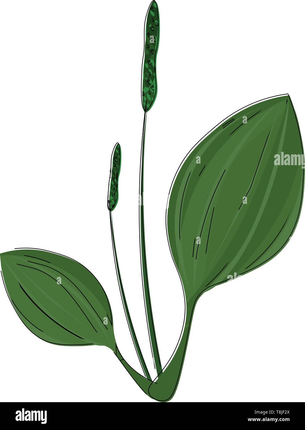 A plant with two leaves ready to be planted, vector, color drawing or ...