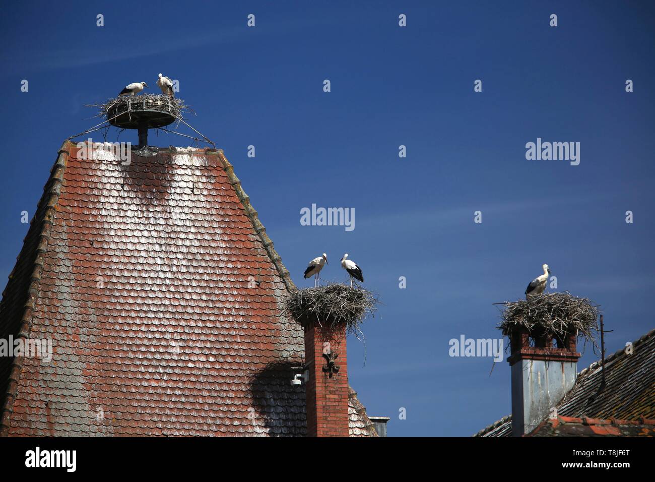 France, Haut Rhin, Munster, White Storks (Ciconia ciconia) nestled on a ...