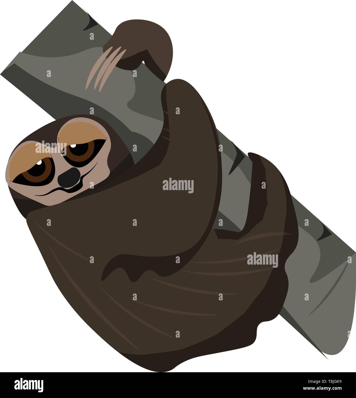 A sloth bear grey and black in color with big eyes holding a piece of ...