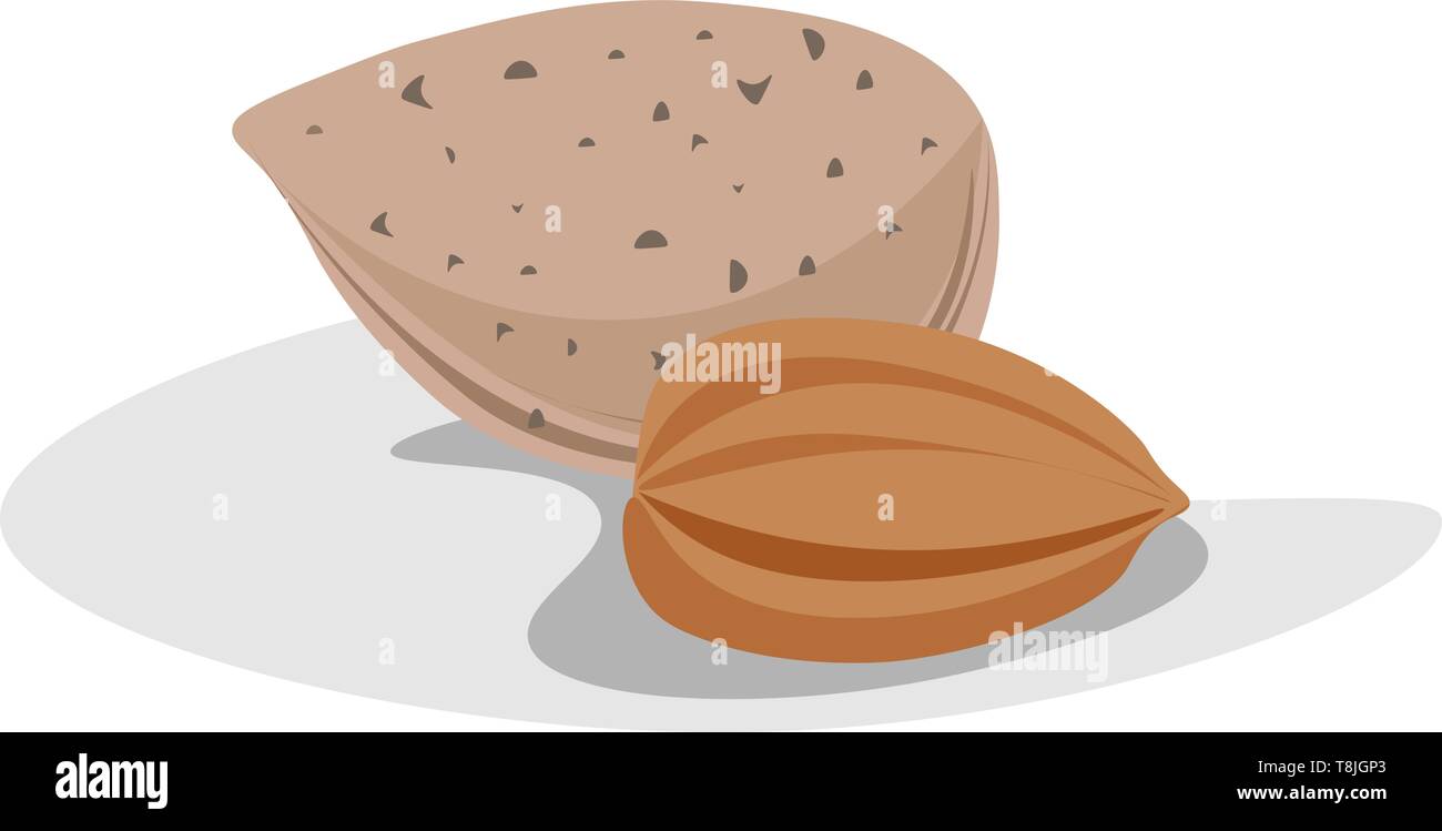 A picture of a brown almond, vector, color drawing or illustration ...
