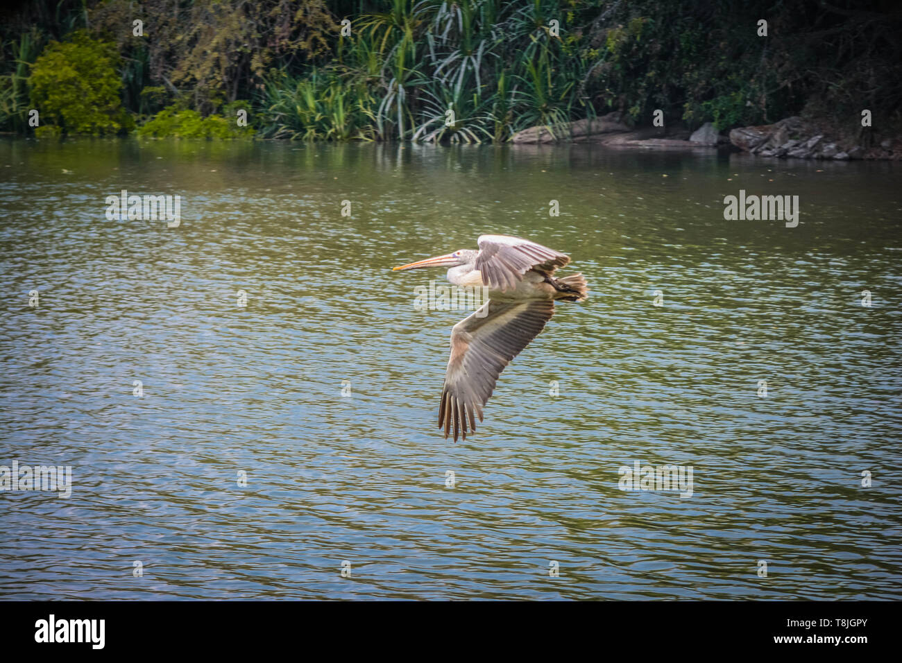 Flying over forest wetland in hi-res stock photography and images - Alamy