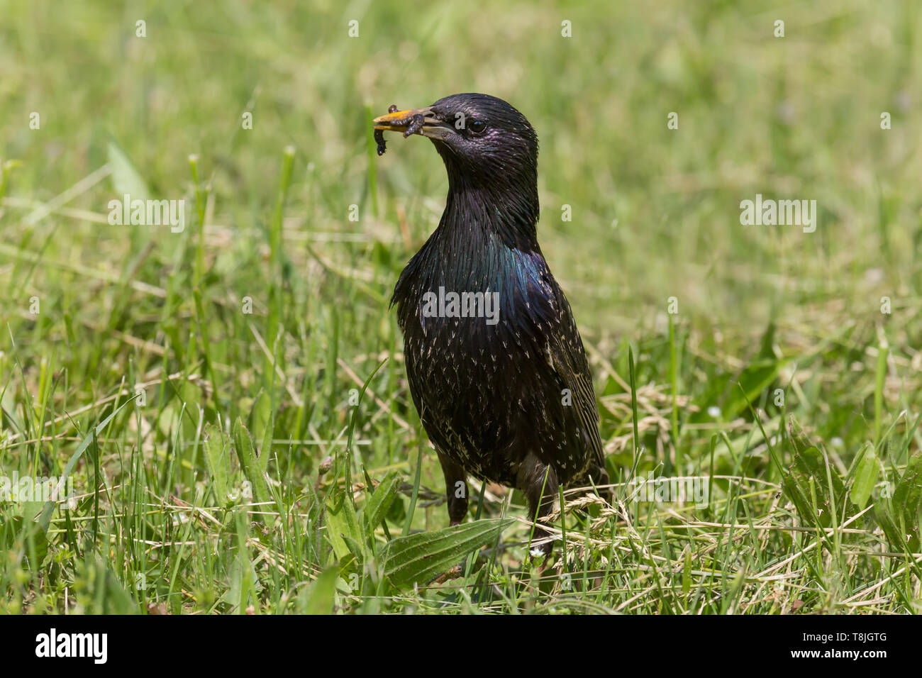 close up of starling eating worm in grass Stock Photo - Alamy