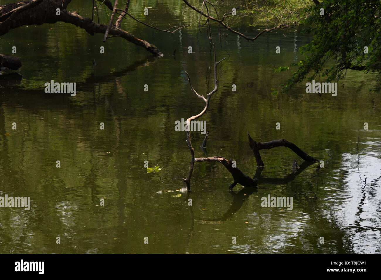 Lake of the Alipore Zoological Garden in Kolkata, India Stock Photo - Alamy