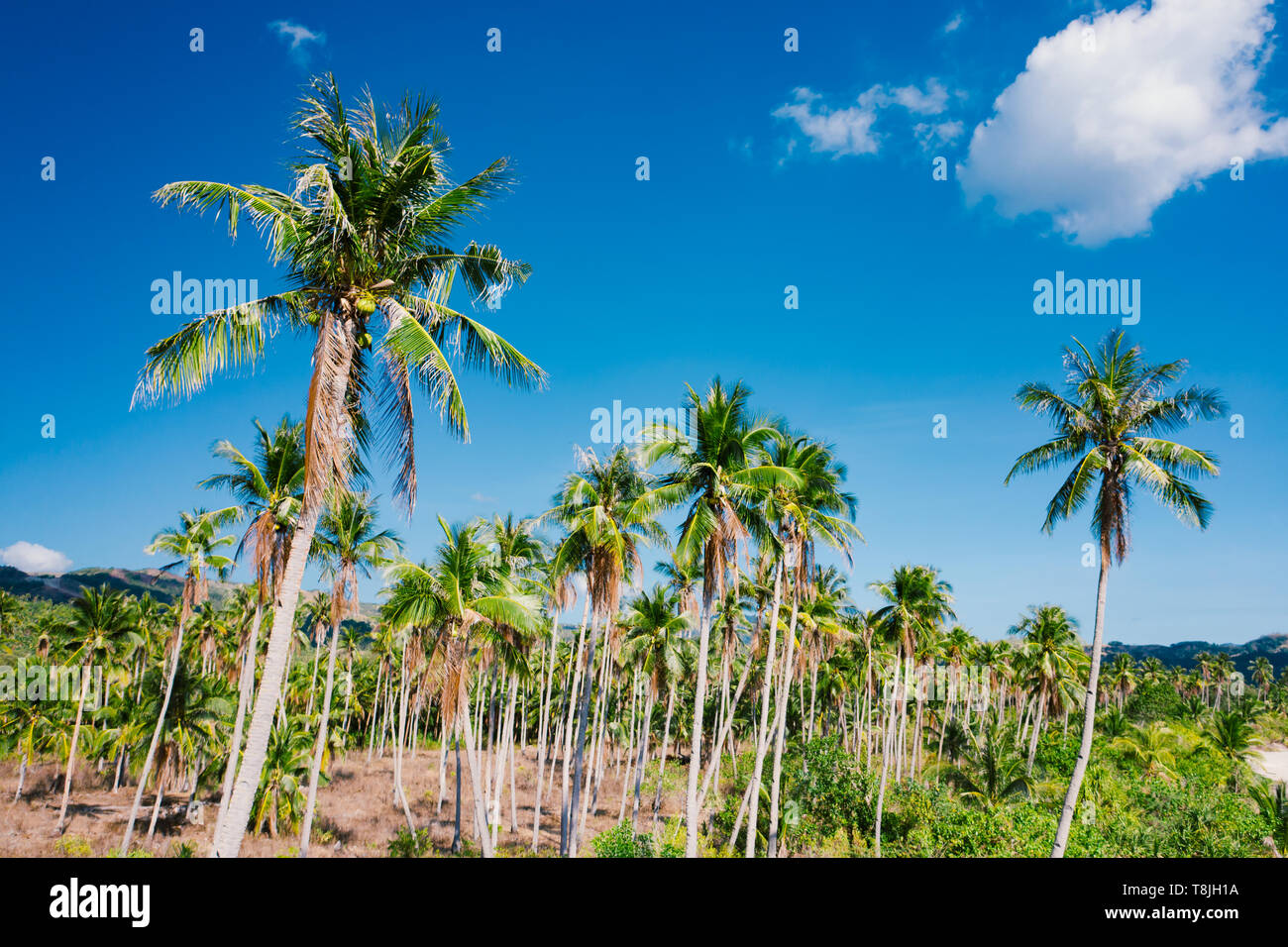 Beautiful tropical forest palm trees hi-res stock photography and ...