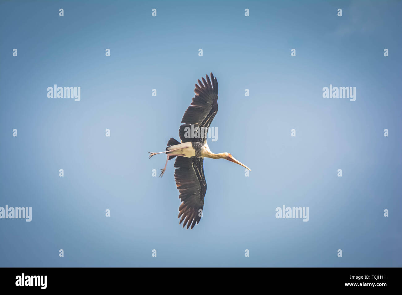 Beauty white stork flying hi-res stock photography and images - Alamy