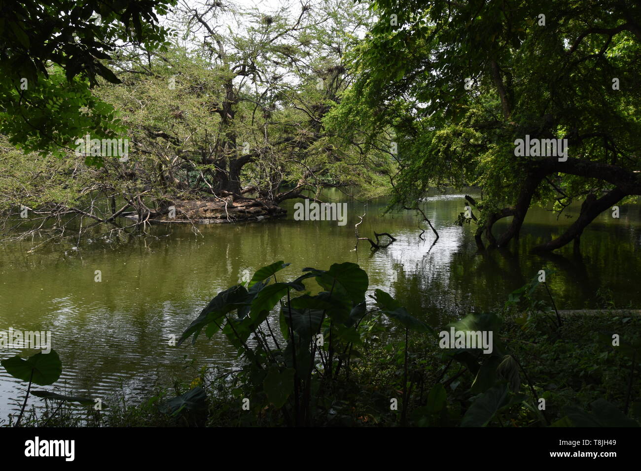 Lake of the Alipore Zoological Garden in Kolkata, India Stock Photo - Alamy