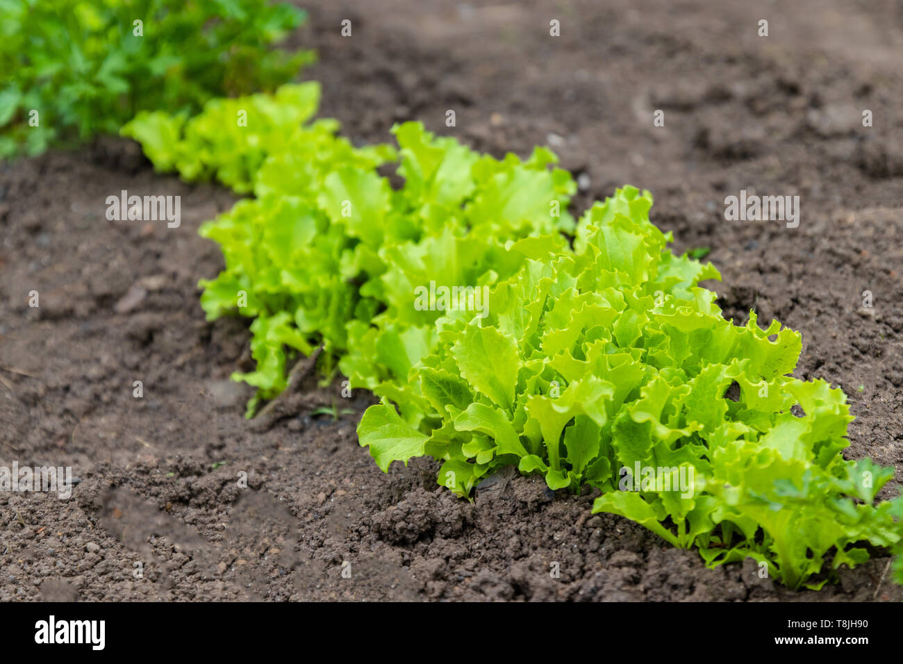 Bolted lettuce salads in a vegetable garden Stock Photo - Alamy