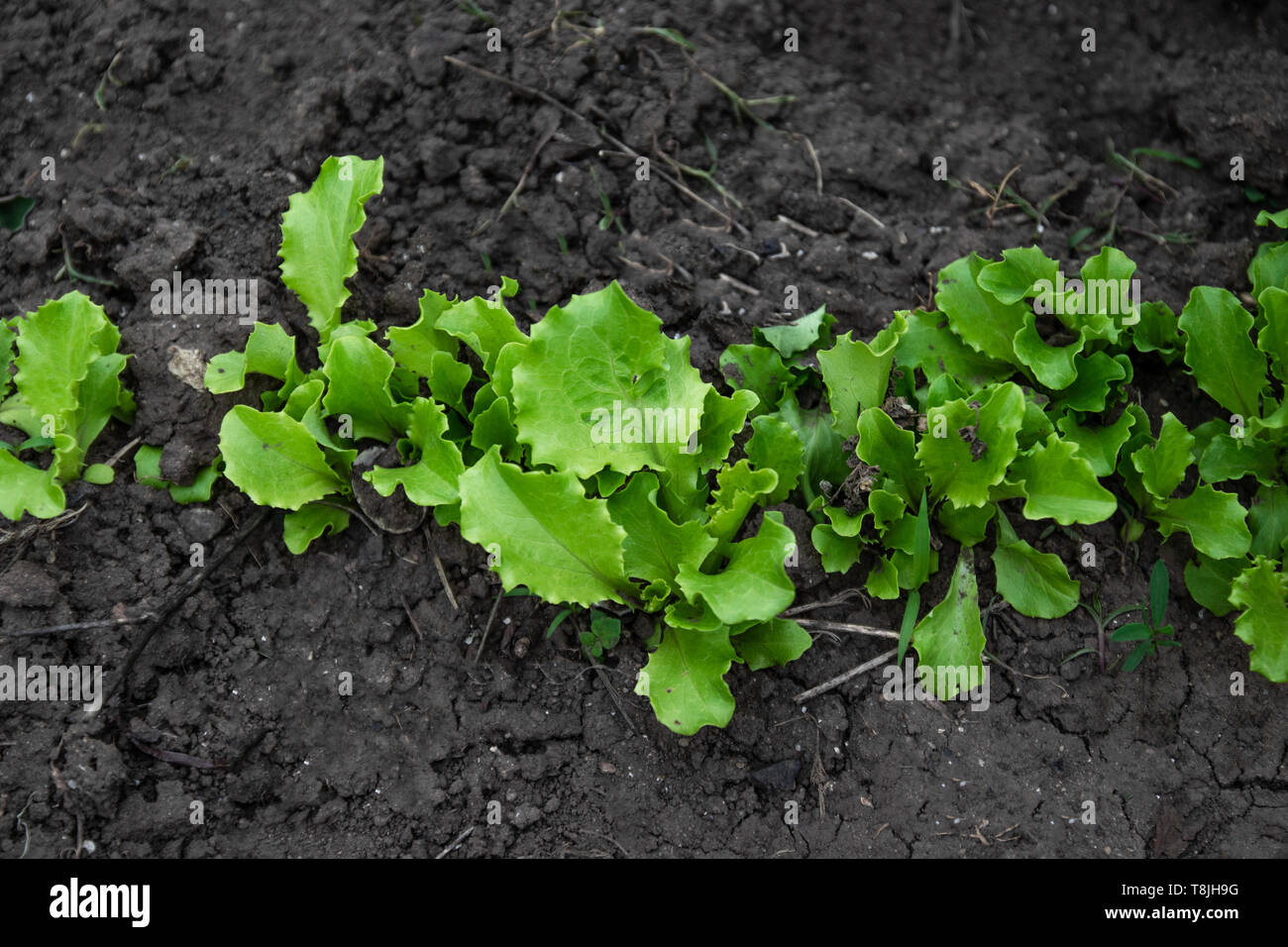 Bolted lettuce salads in a vegetable garden Stock Photo - Alamy