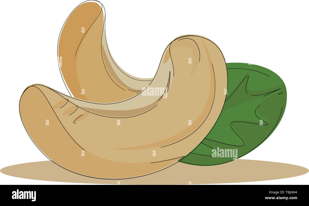Two cashew nuts, vector, color drawing or illustration Stock Vector ...