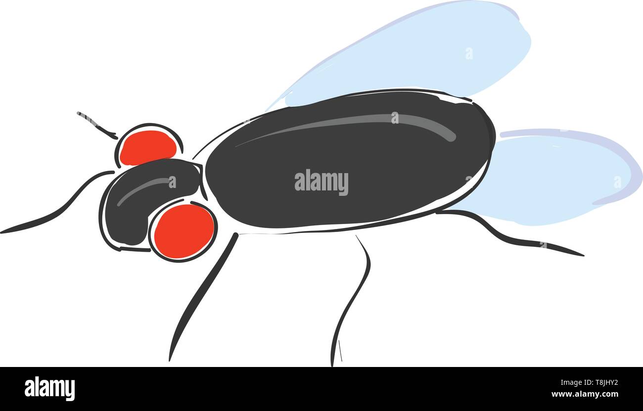 A black fly with red eyes, five legs, and two wings, vector, color ...