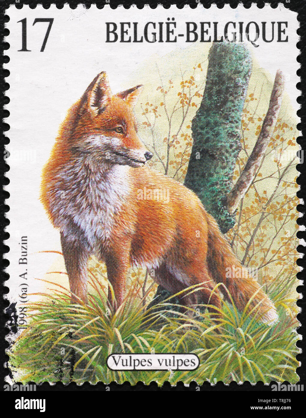Red fox on belgian postage stamp Stock Photo - Alamy