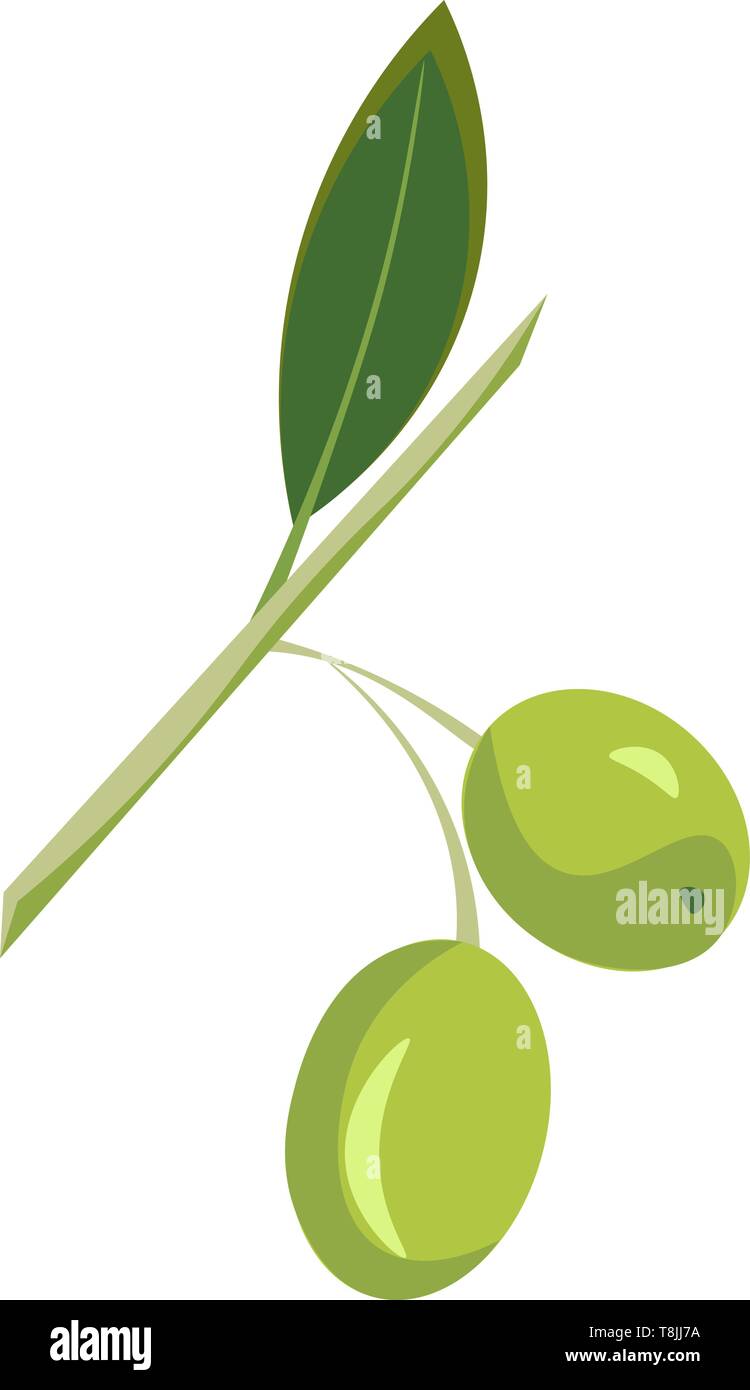 Green olive branch in Stock Vector Images - Alamy
