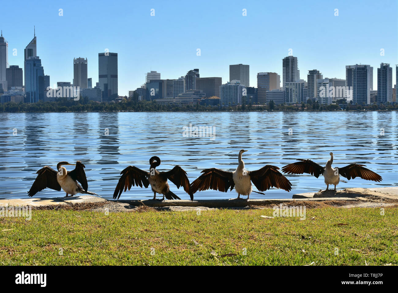 Perth western australia birds hi-res stock photography and images - Alamy