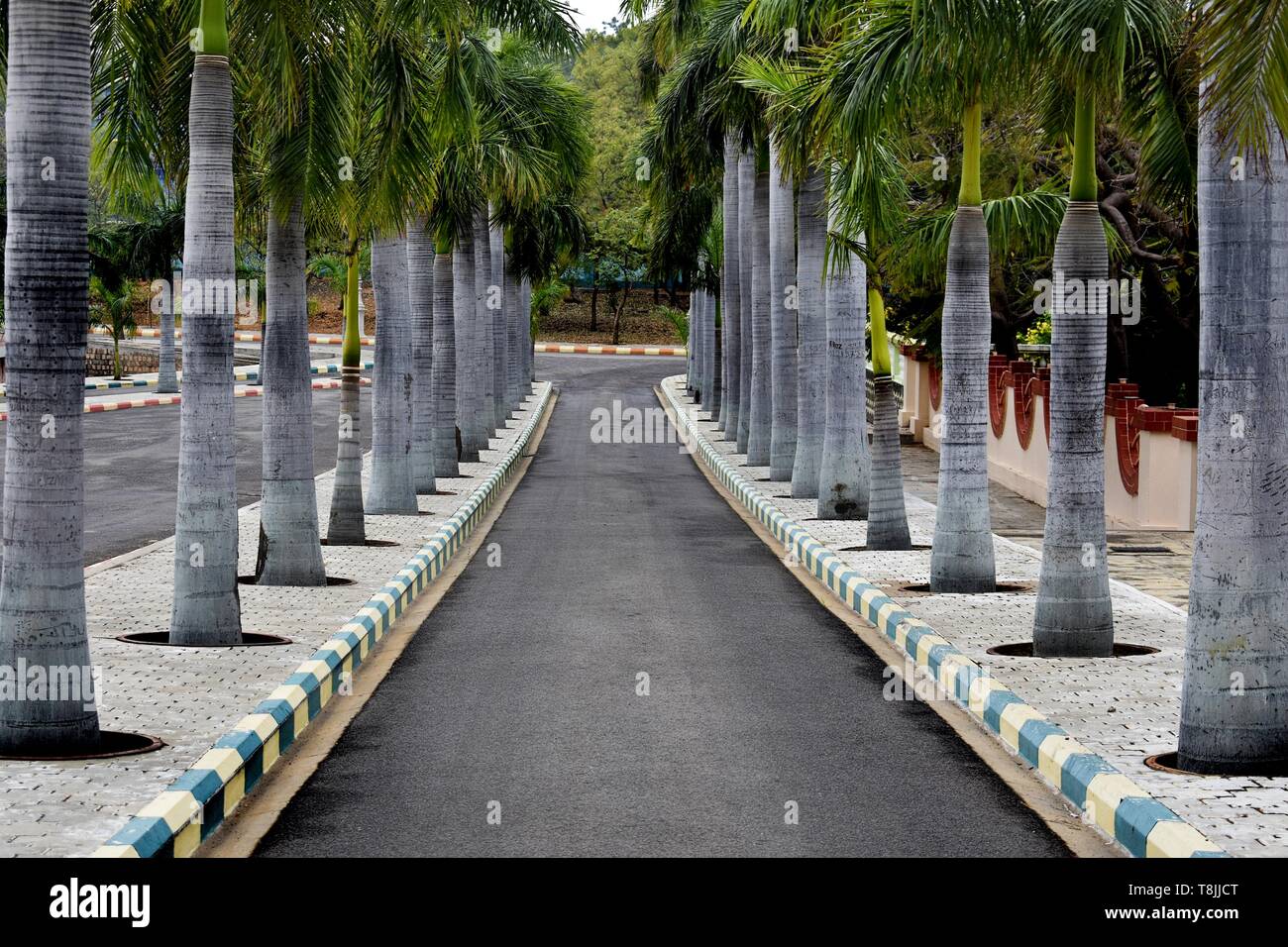 Palm trees walkway leading hi-res stock photography and images - Alamy