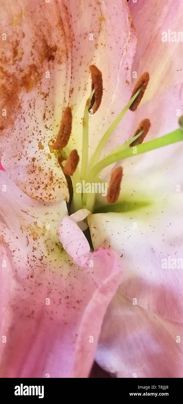 Pink Lily with Pollen Stock Photo - Alamy