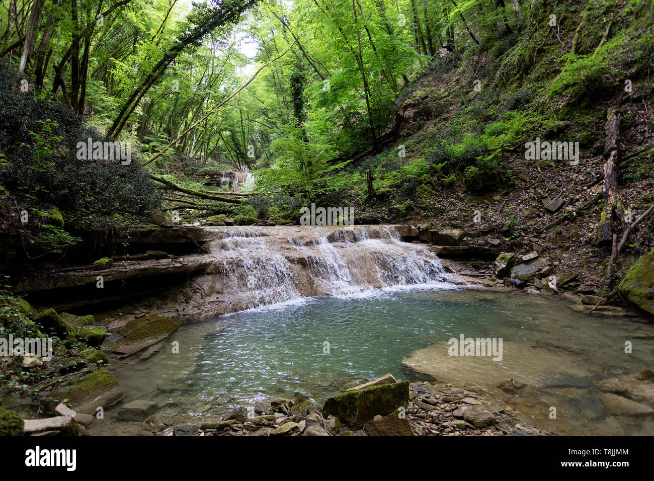 Dense wood hi-res stock photography and images - Alamy