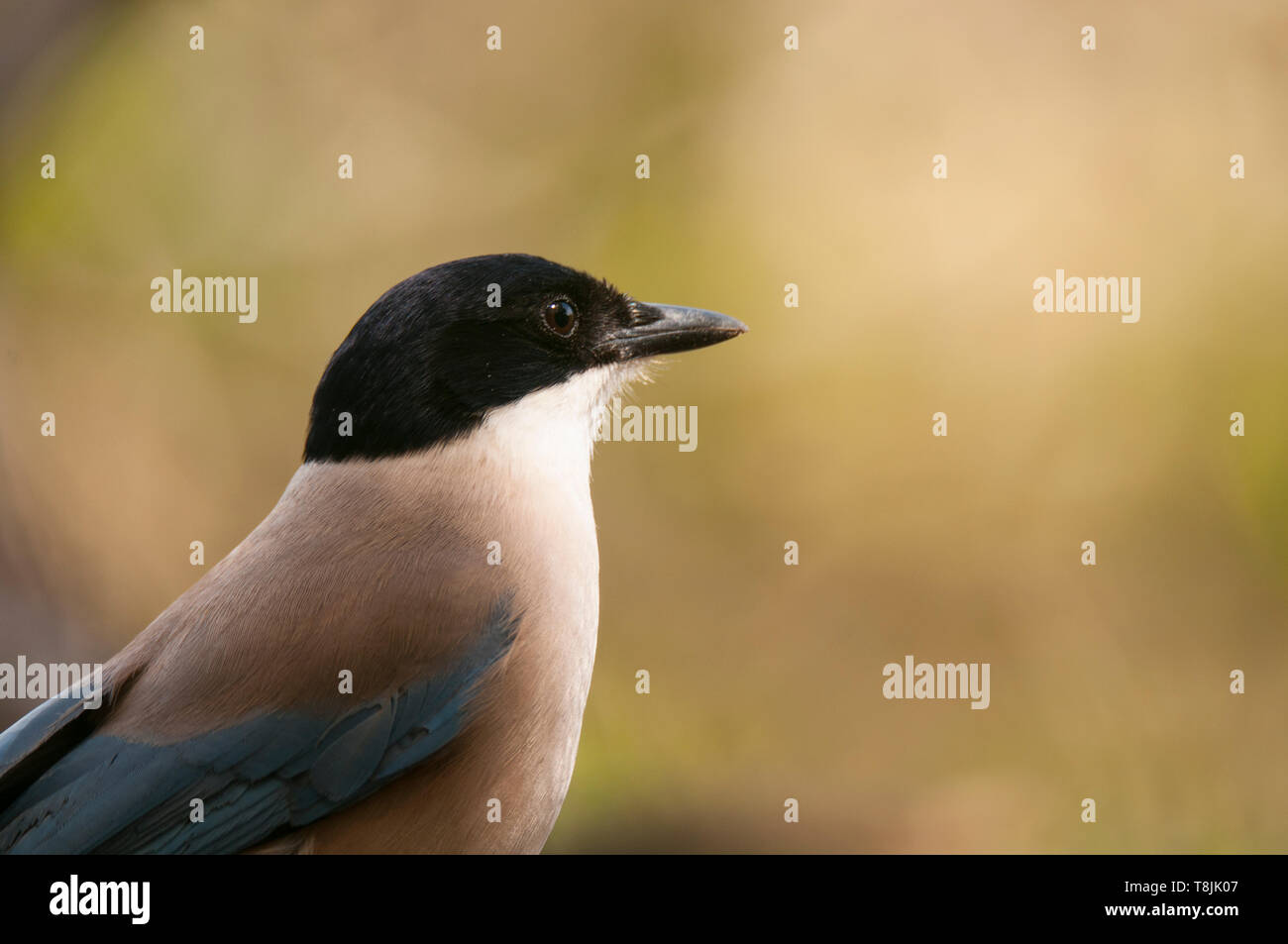 Azure-winged magpie Cyanopica cyanus head portrait Stock Photo - Alamy