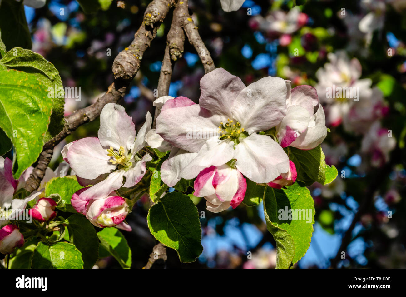 Cluster of apple flowers hi-res stock photography and images - Alamy