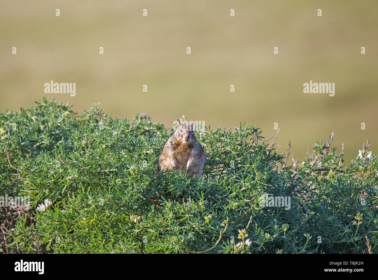 Top of bush hi-res stock photography and images - Alamy