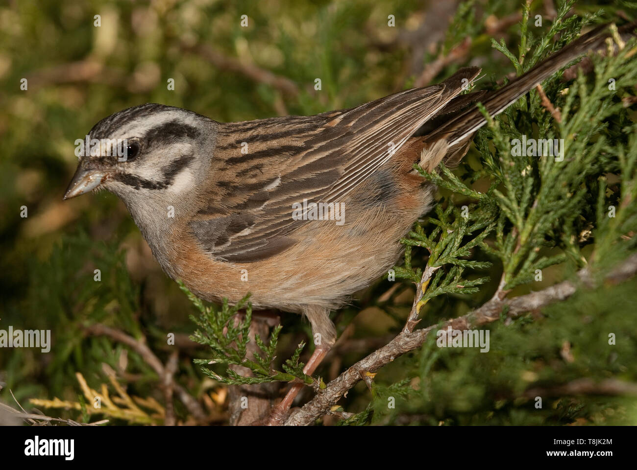 Cia seed hi-res stock photography and images - Alamy