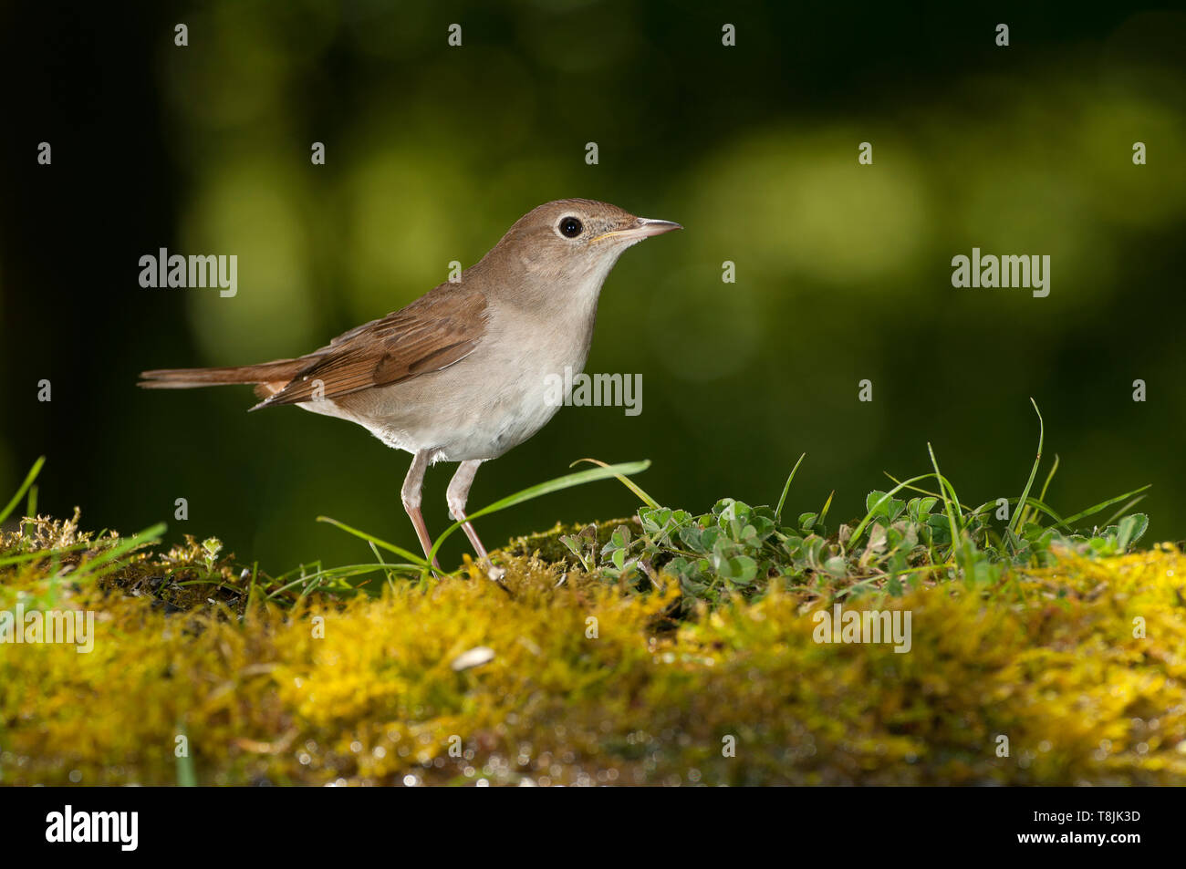 common Nightingale - Luscinia megarhynchos portrait Stock Photo - Alamy