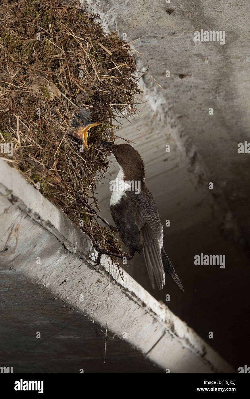 Dipper - Cinclus cinclus feeding in the nest Stock Photo - Alamy