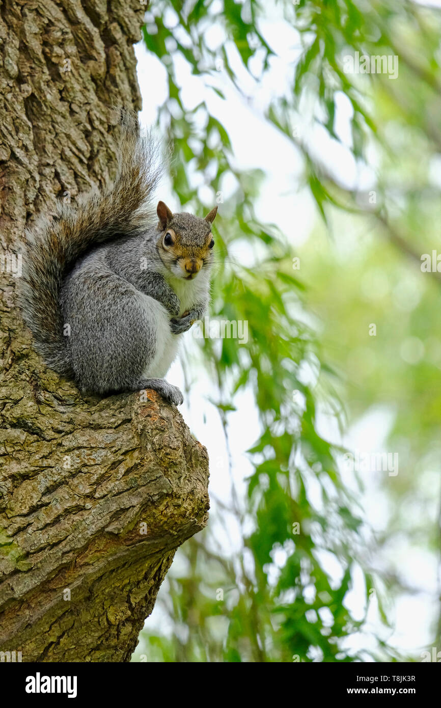 Squirrel looking at camera hi-res stock photography and images - Alamy