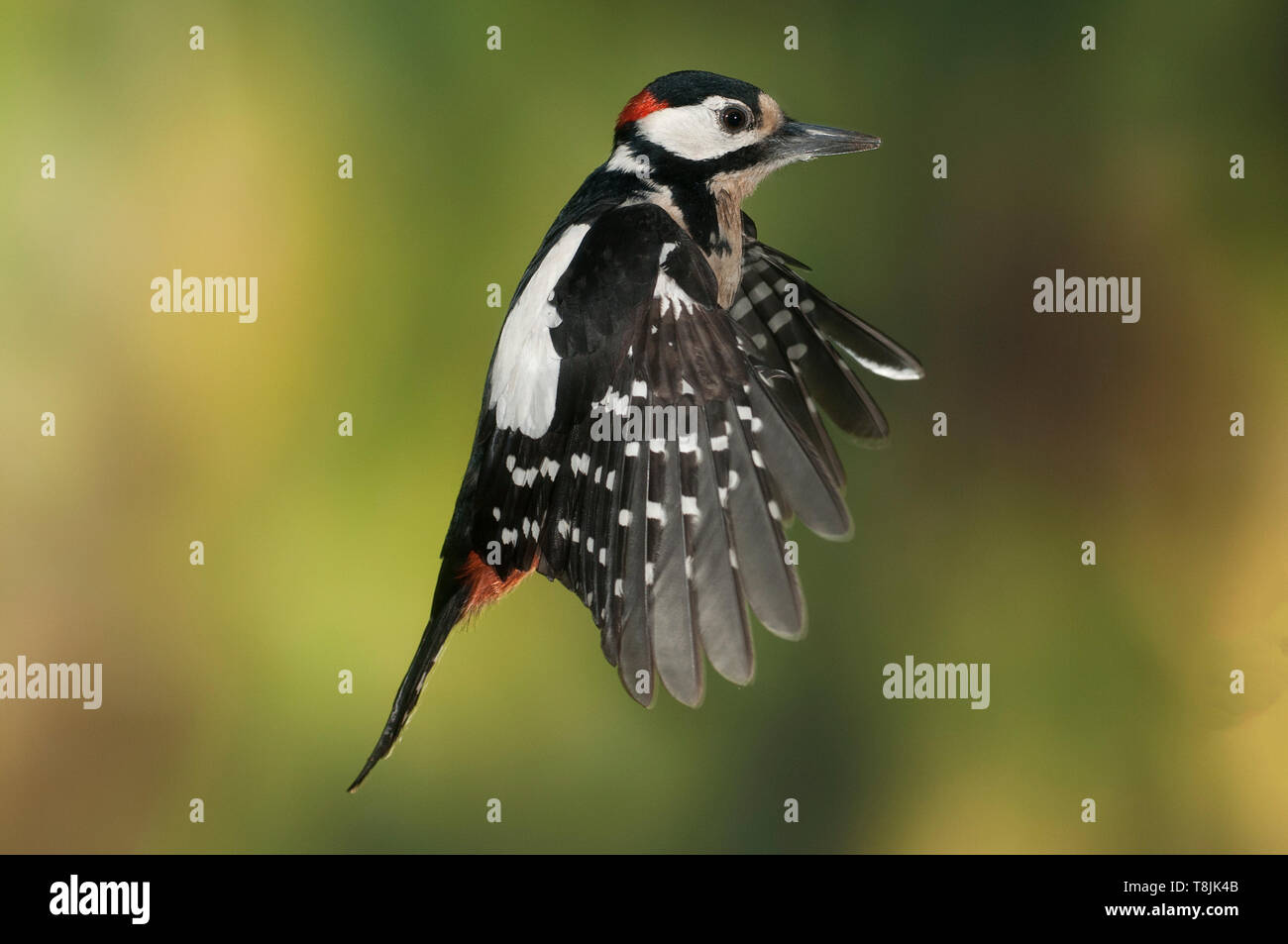 Flying Great Spotted Woodpecker - Dendrocopos major Stock Photo - Alamy