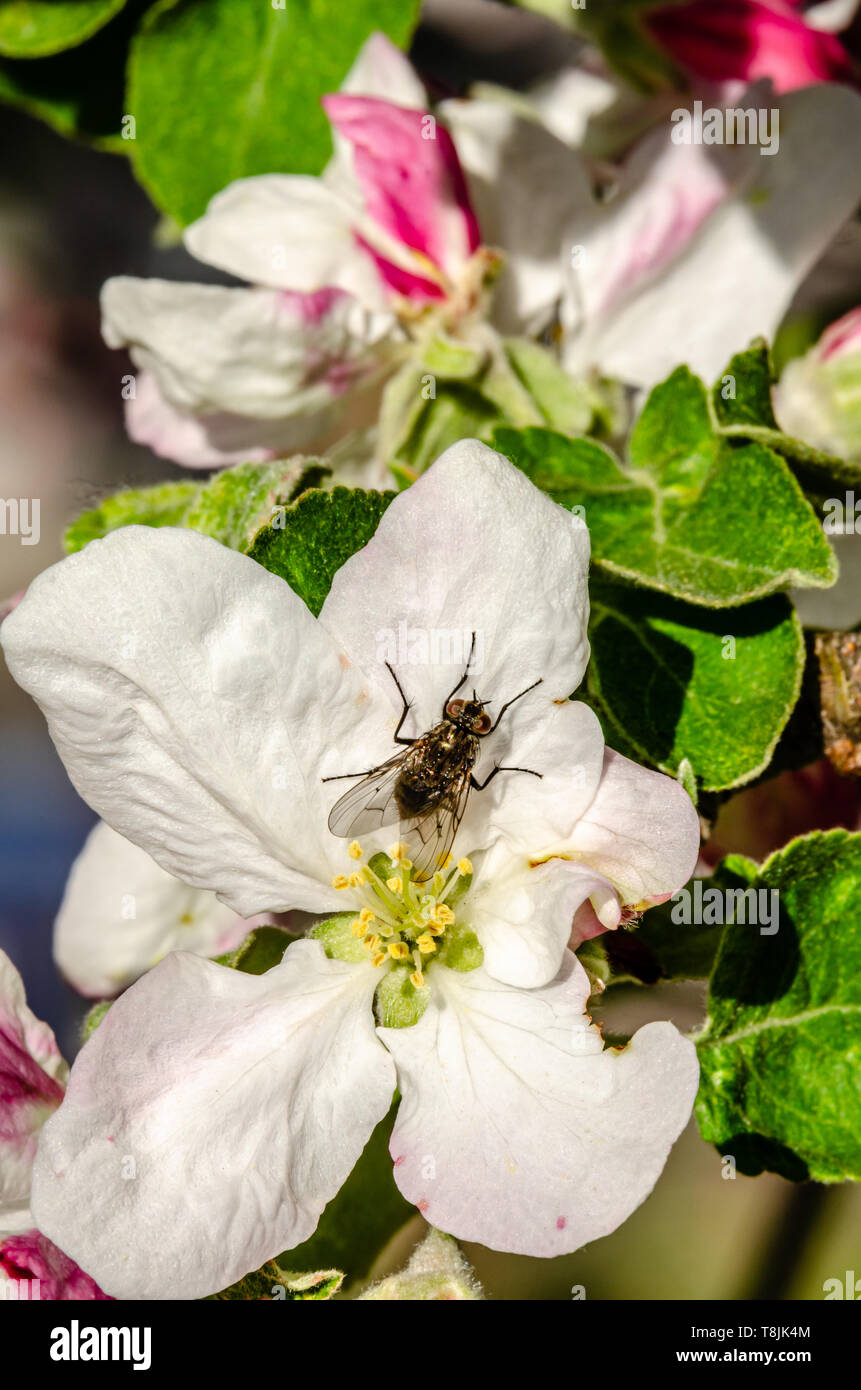 Fly On An Apple Blossom Stock Photo - Alamy