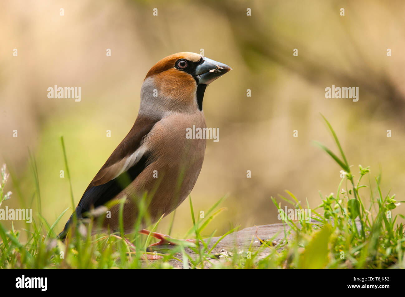Portrait hawfinch coccothraustes hi-res stock photography and images ...
