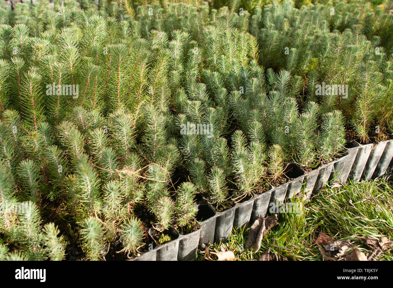 Pine tree nursery for reforestation - Pinus pinea Stock Photo - Alamy