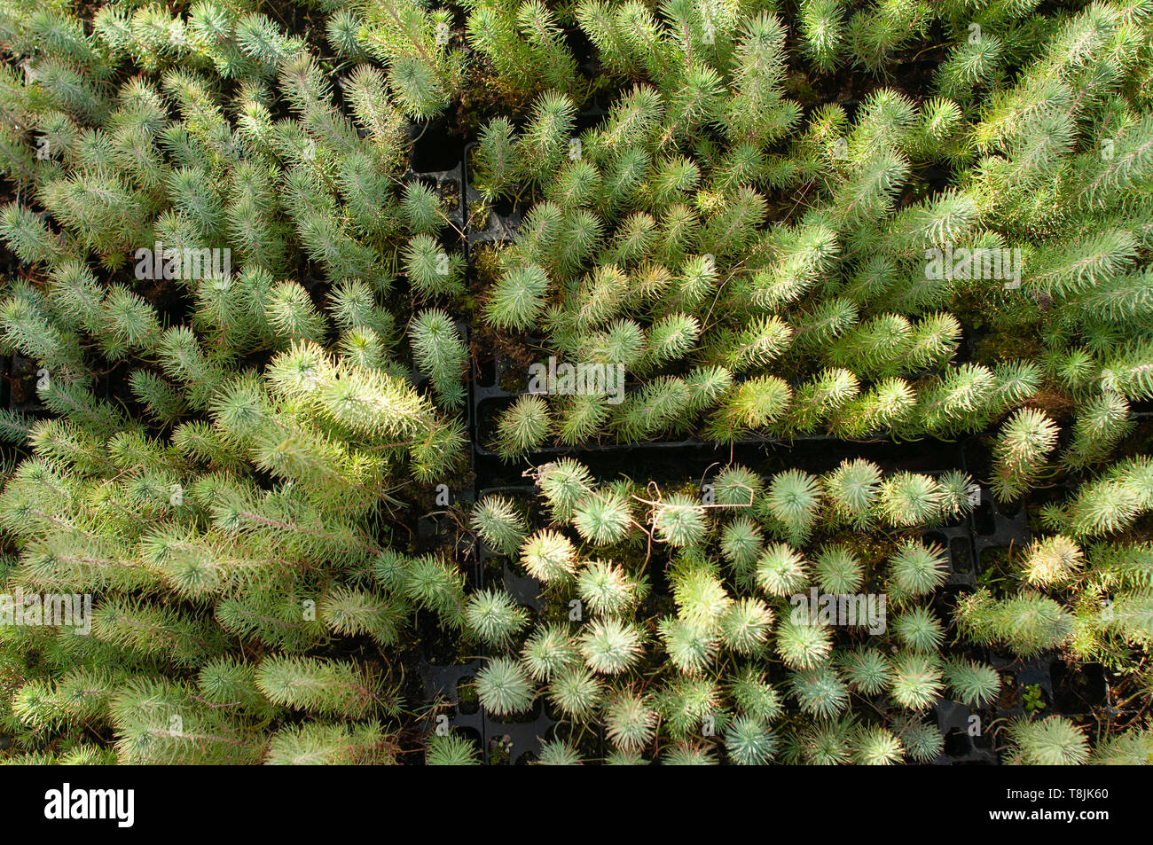 Pine tree nursery for reforestation - Pinus pinea Stock Photo - Alamy