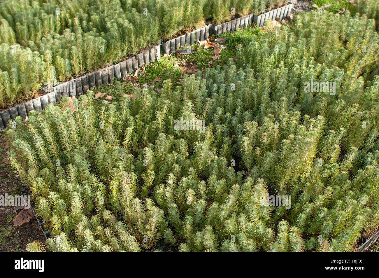 Pine tree nursery for reforestation - Pinus pinea Stock Photo - Alamy