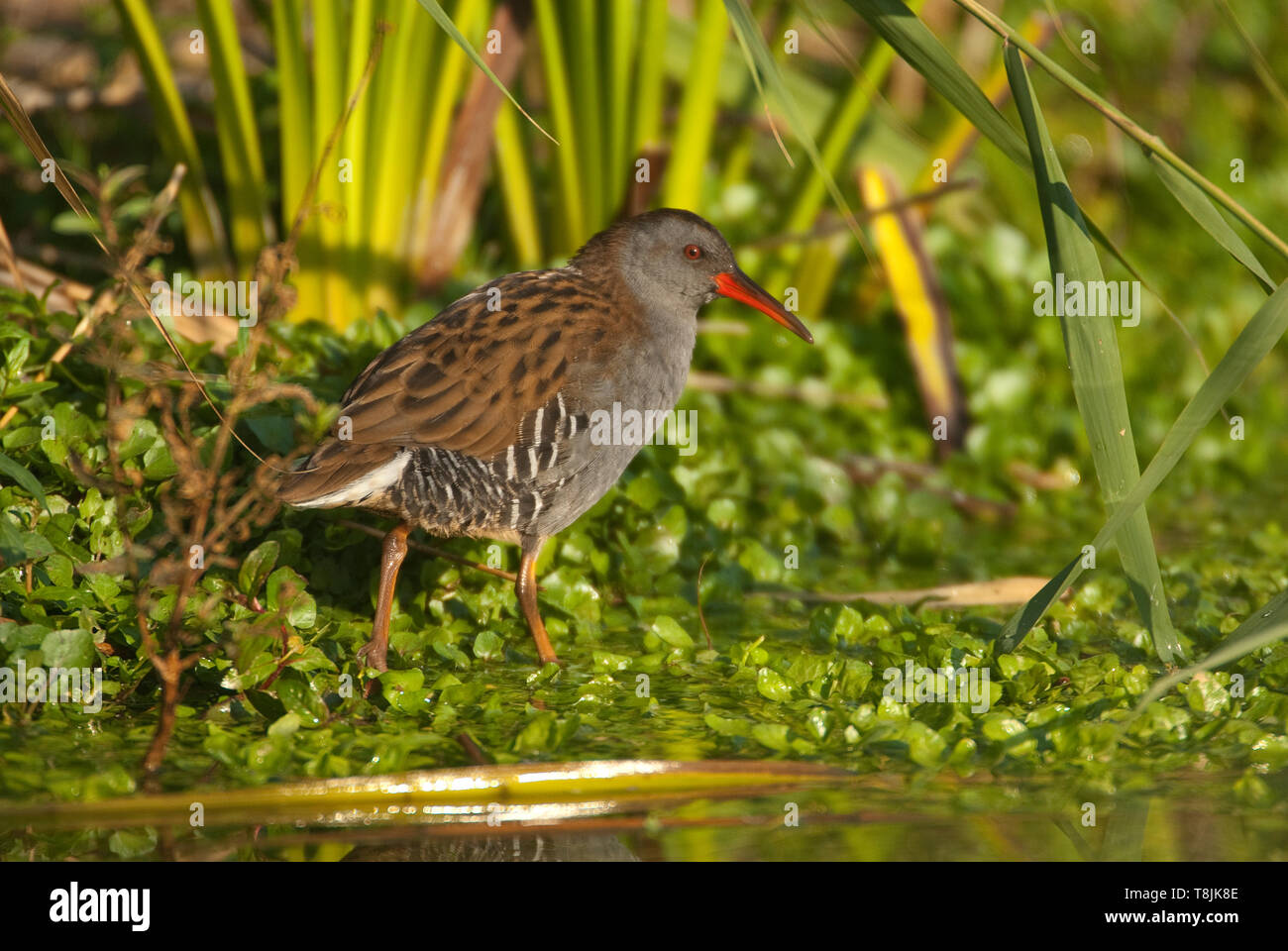 Water rail - Rallus aquaticus - aquatic bird Stock Photo - Alamy