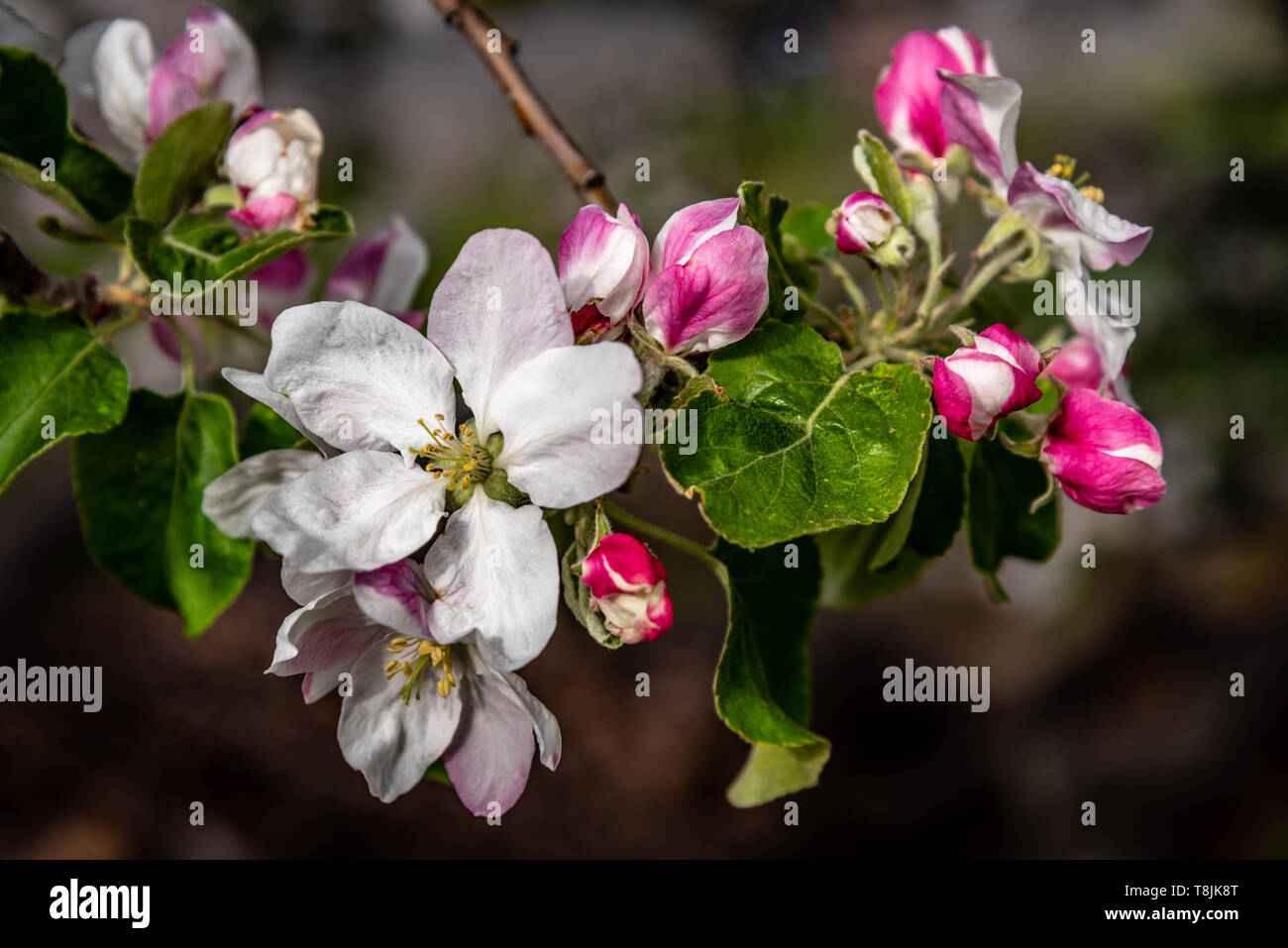 Bunch of flowers of an apple tree hi-res stock photography and images ...