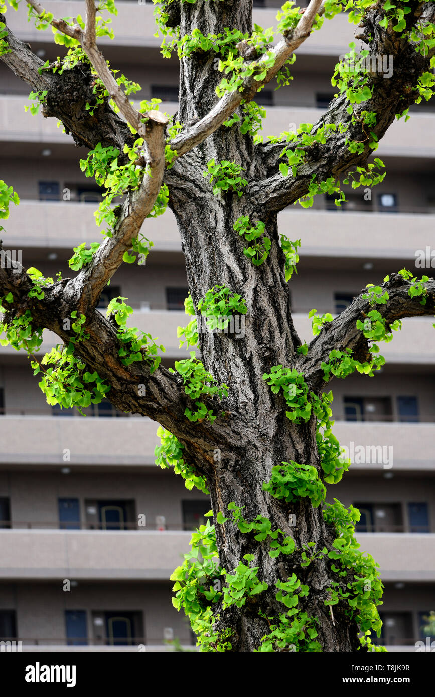 Ginko Tree Stock Photos & Ginko Tree Stock Images - Alamy