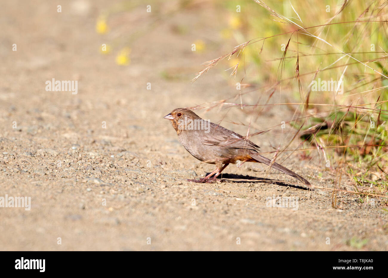 California towhee on the ground hi-res stock photography and images - Alamy