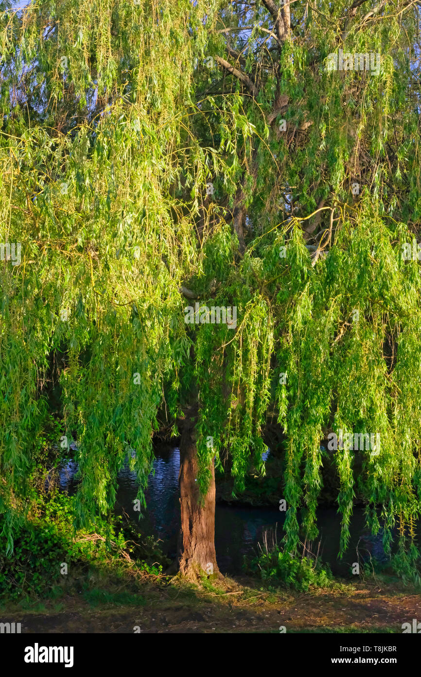Weeping willow tree and water hi-res stock photography and images - Alamy