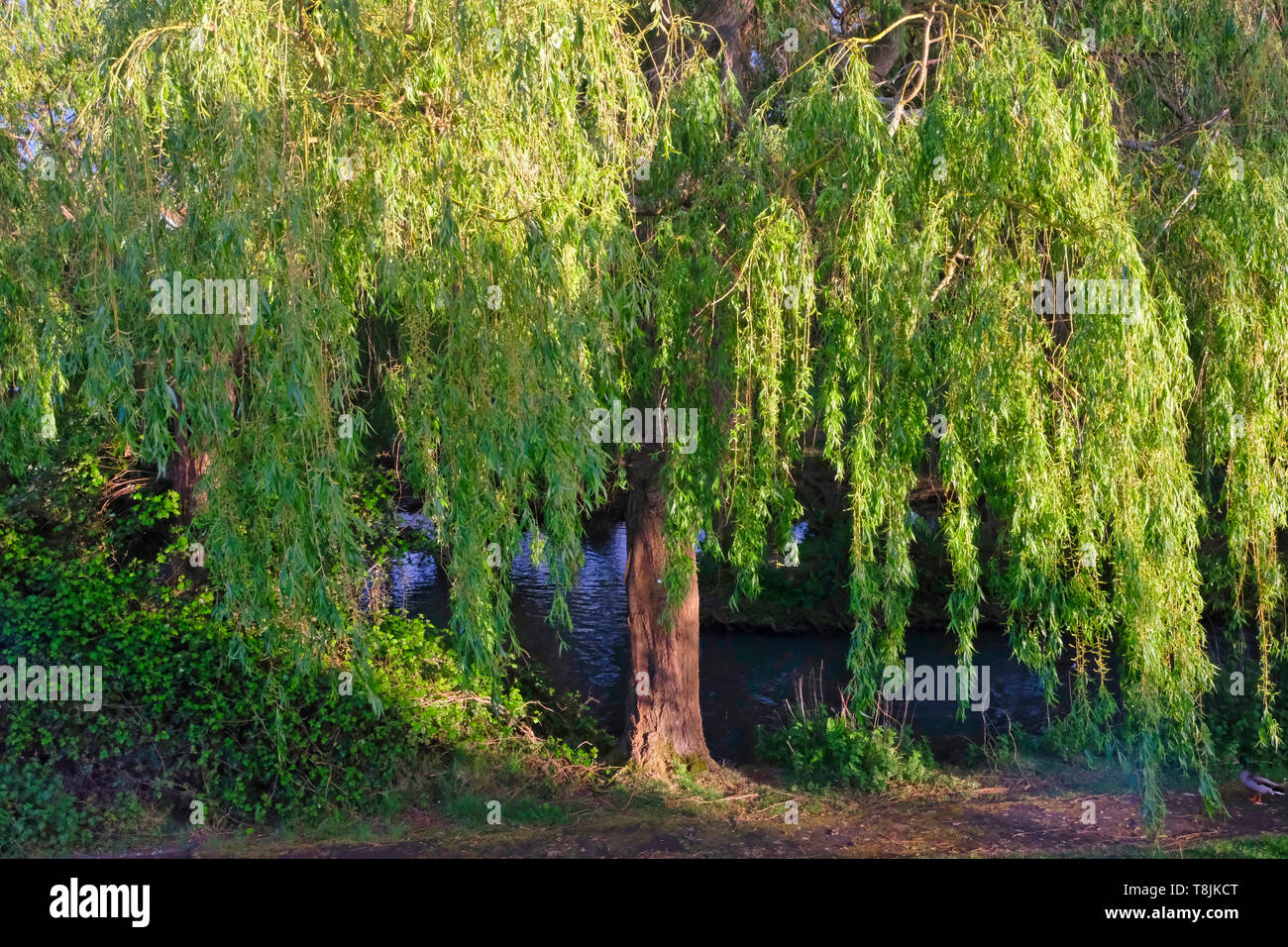 Weeping willow tree and water hi-res stock photography and images - Alamy