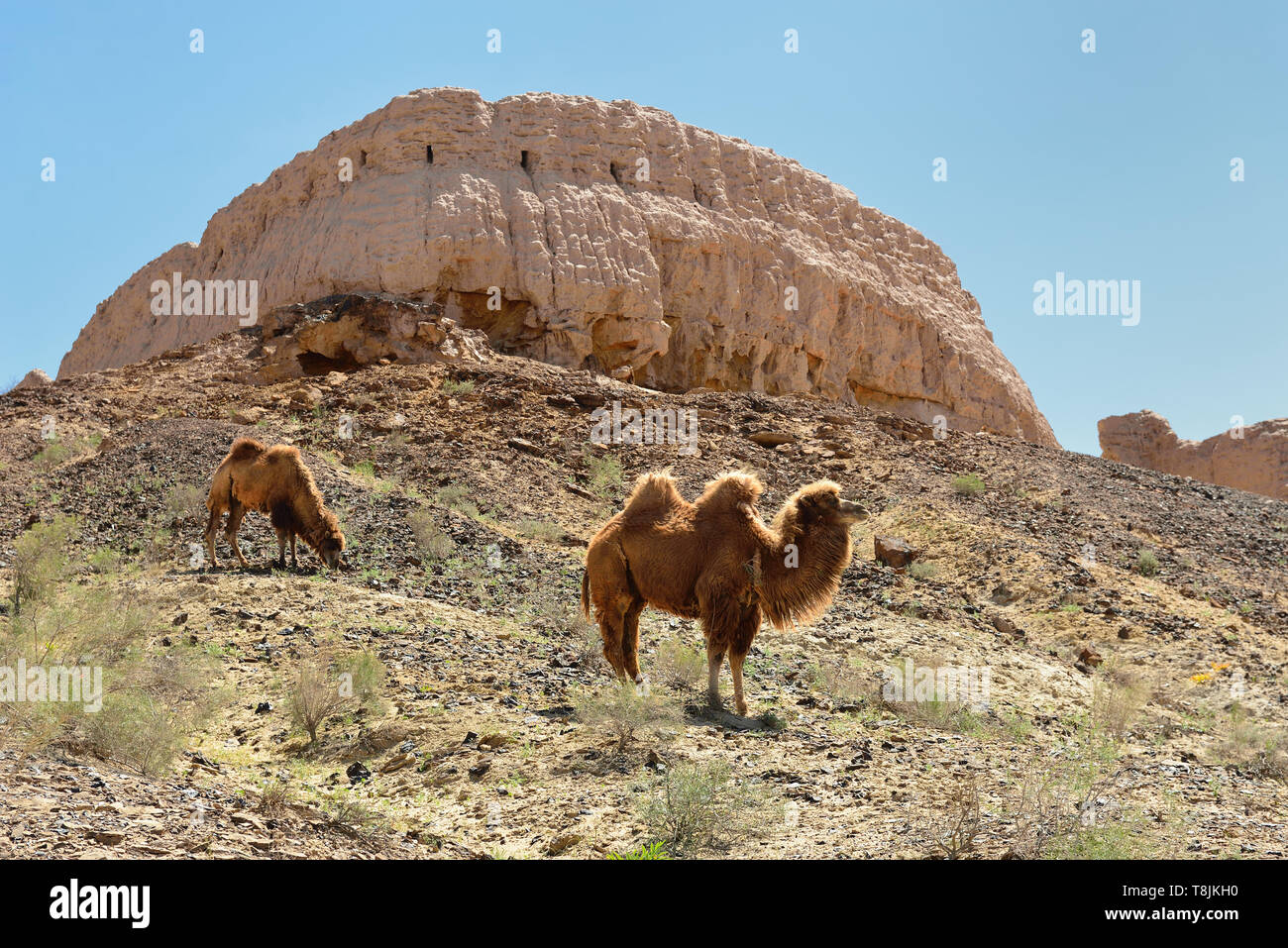 The largest ruins castles of ancient Khorezm – Ayaz - Kala, II century ...