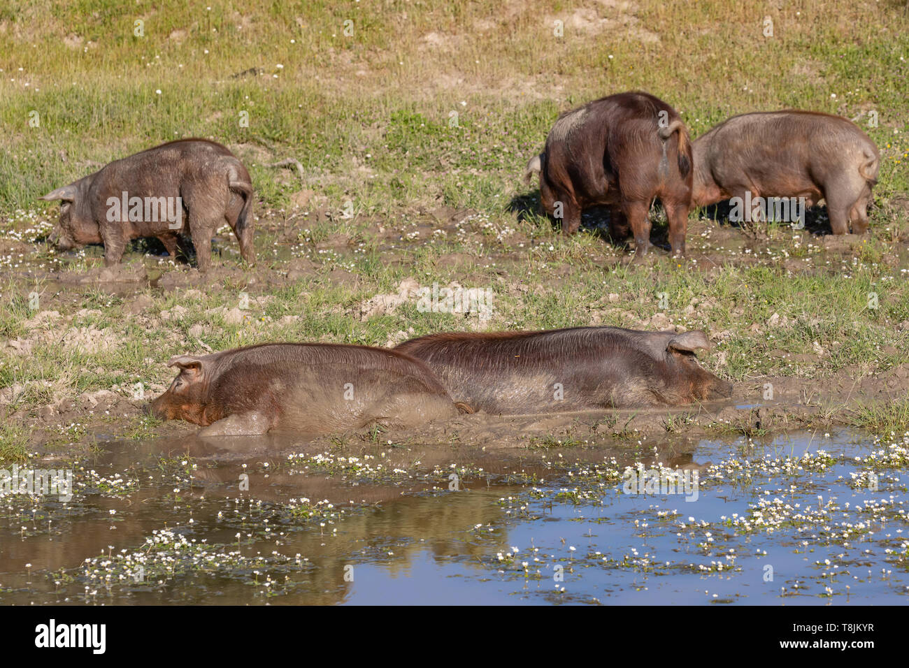 Iberian pigs taking a mud bath at Spring Stock Photo - Alamy