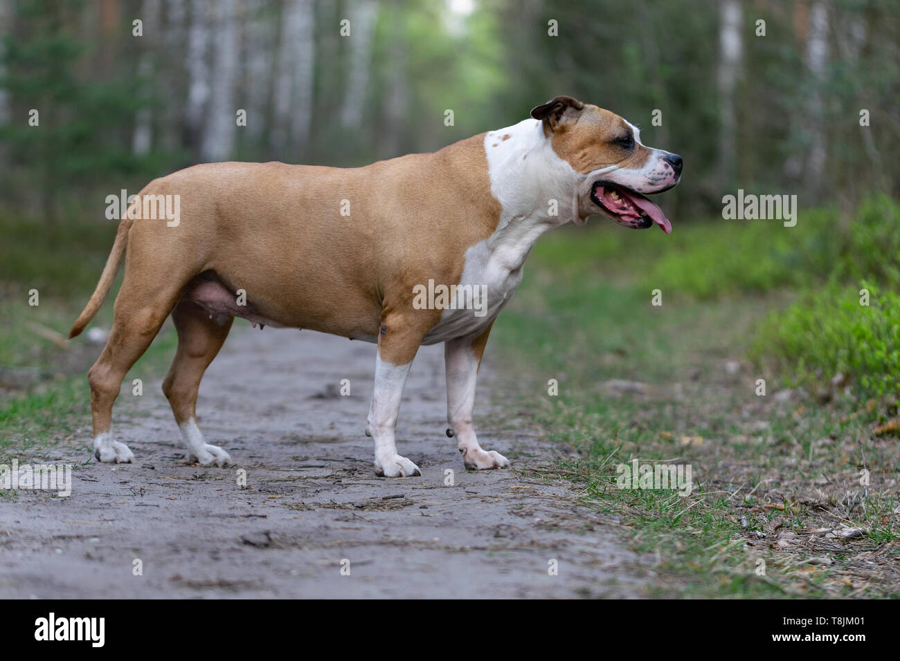 Amstaff is playing in the forest in a sunny spring day. The dog poses ...