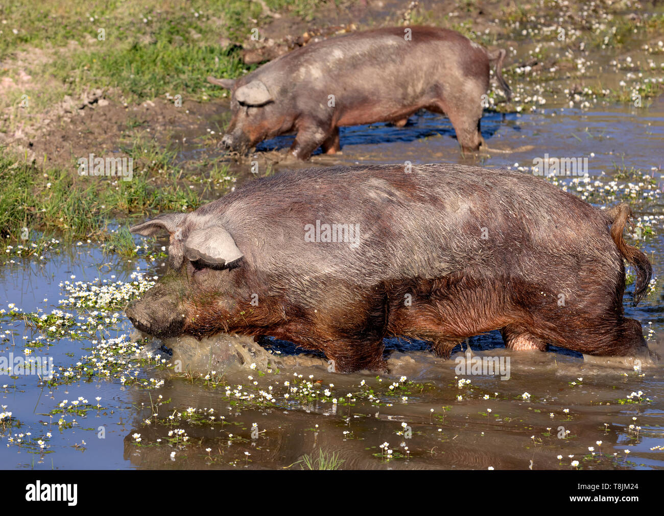 Iberian pigs taking a mud bath at Spring Stock Photo - Alamy