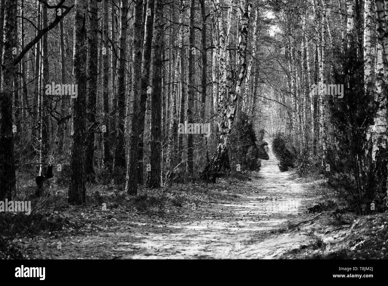 Trees path perspective Black and White Stock Photos & Images - Alamy
