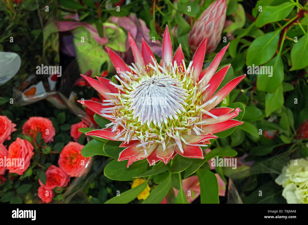 Little prince protea hi-res stock photography and images - Alamy