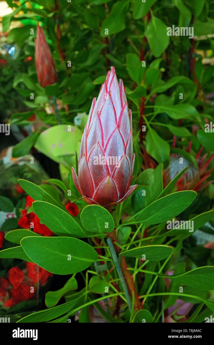 Little prince (protea cynaroides) close-up Stock Photo - Alamy
