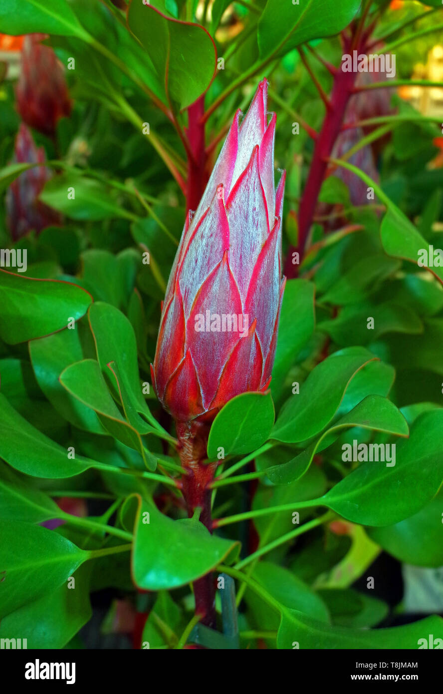 Little prince (protea cynaroides) close-up Stock Photo - Alamy