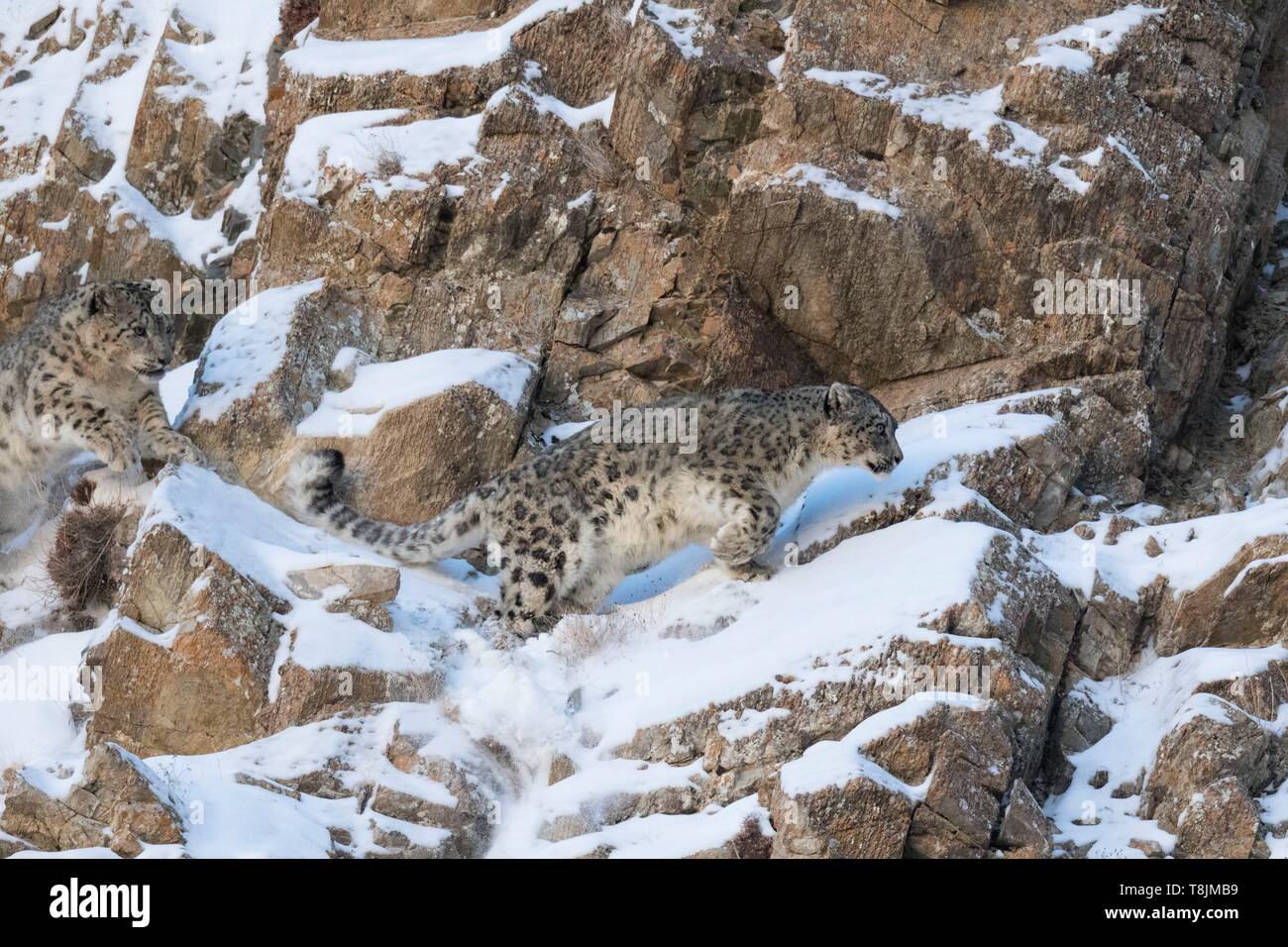 Mongolia, West Mongolia, Altai mountains, Snow leopard or ounce ...
