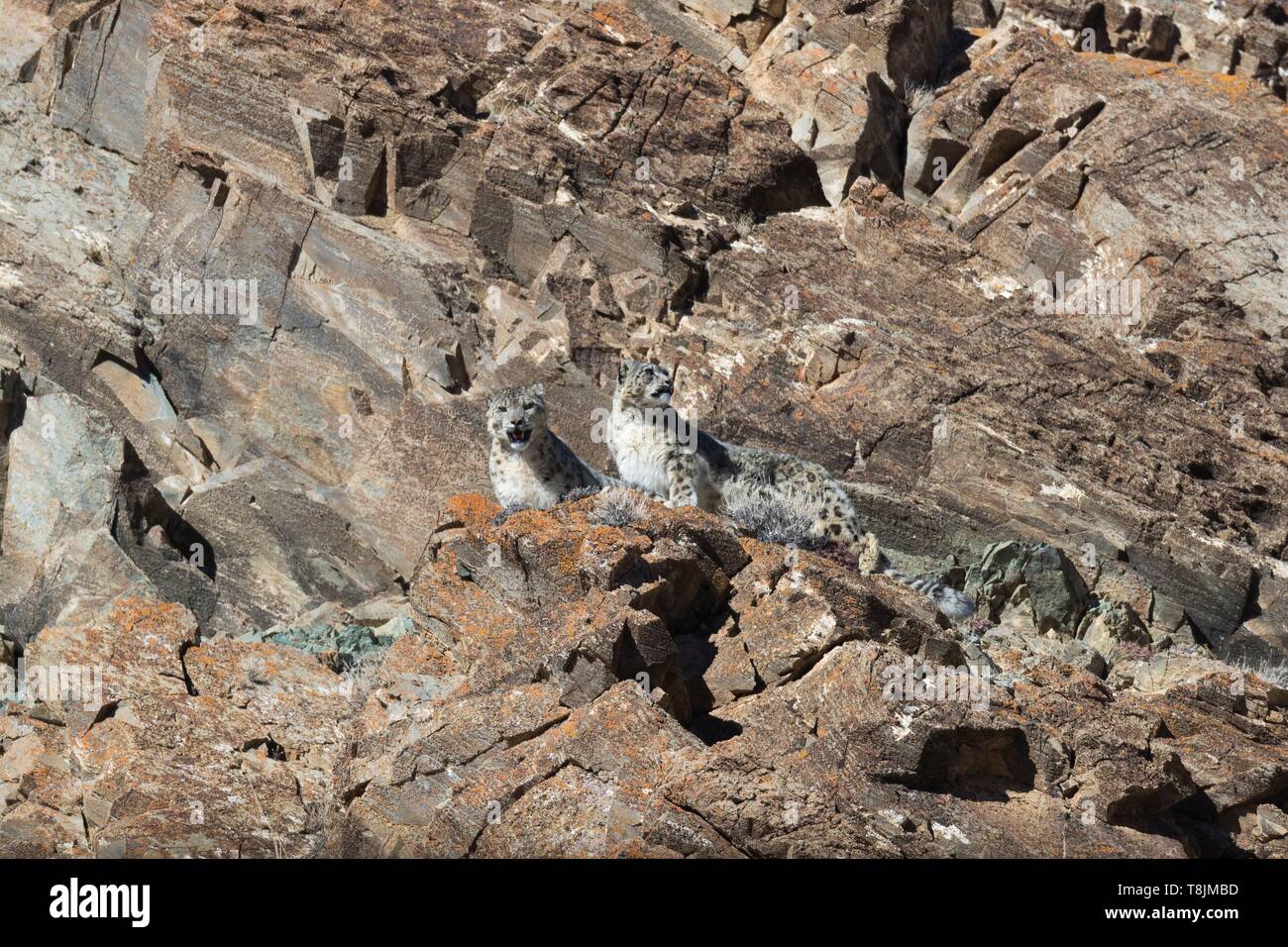 Mongolia, West Mongolia, Altai mountains, Snow leopard or ounce ...